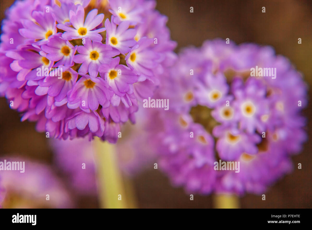 Primrose Primula with violet flowers. Inspirational natural floral ...
