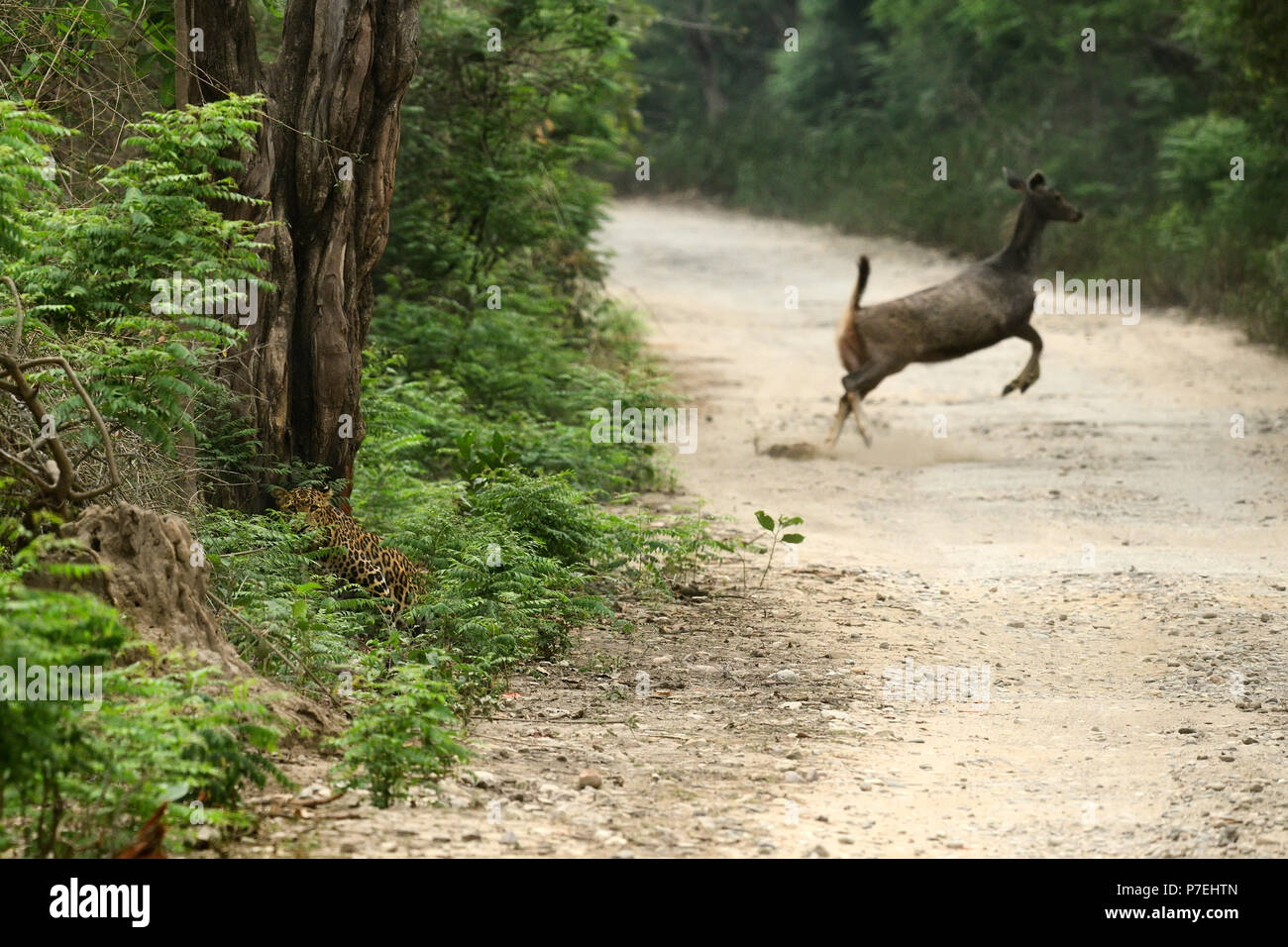 Leopard hunting gazelle hi-res stock photography and images - Alamy