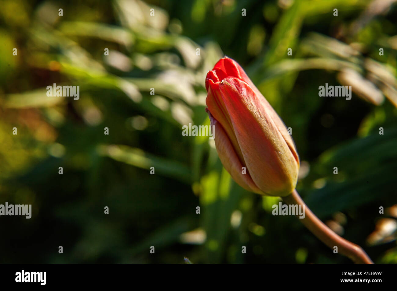 Flower red tulip start to bloom buds. Inspirational natural floral ...