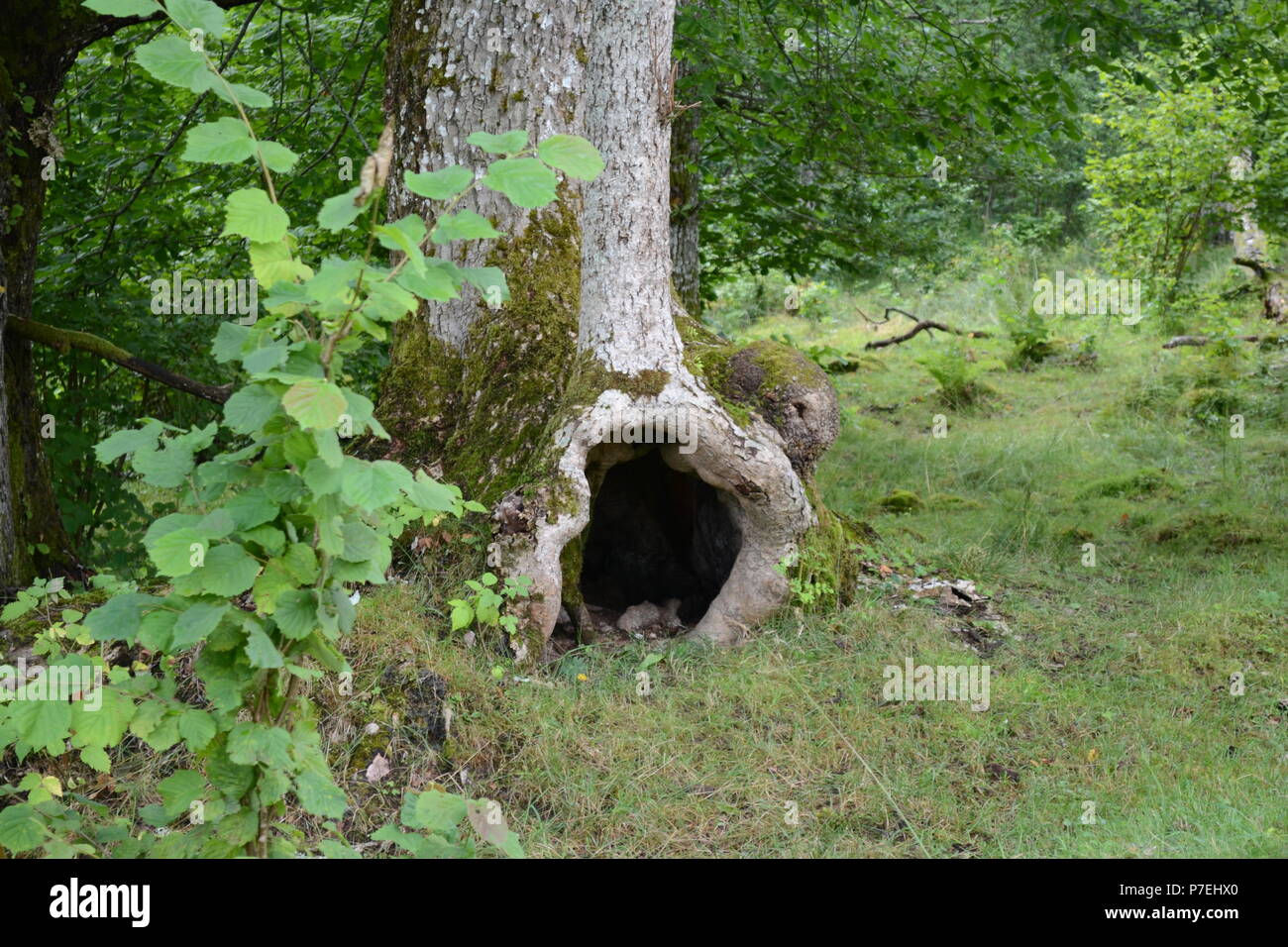 Tree cave hi-res stock photography and images - Alamy
