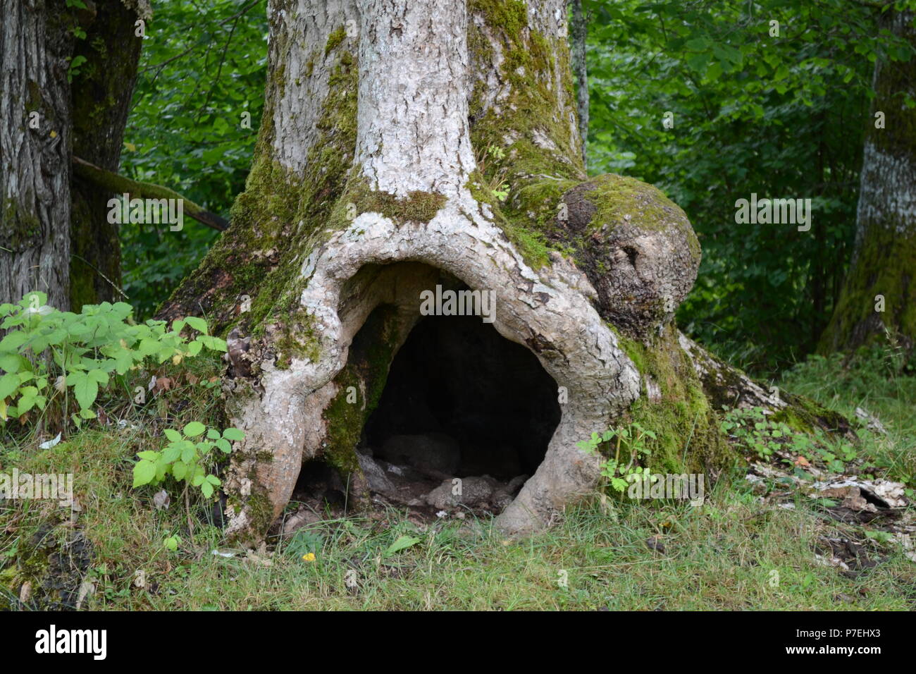 Bear cave hi-res stock photography and images - Alamy