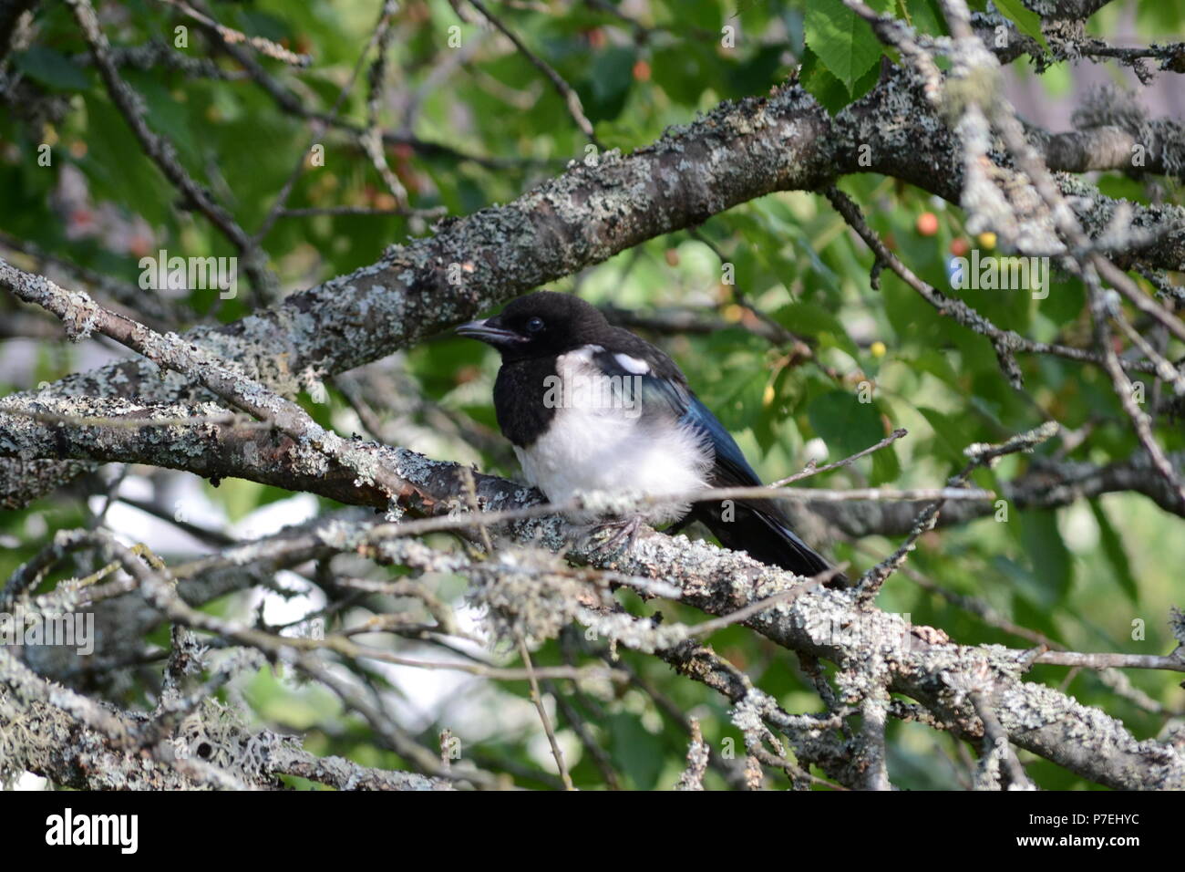 Pest bird hi-res stock photography and images - Alamy