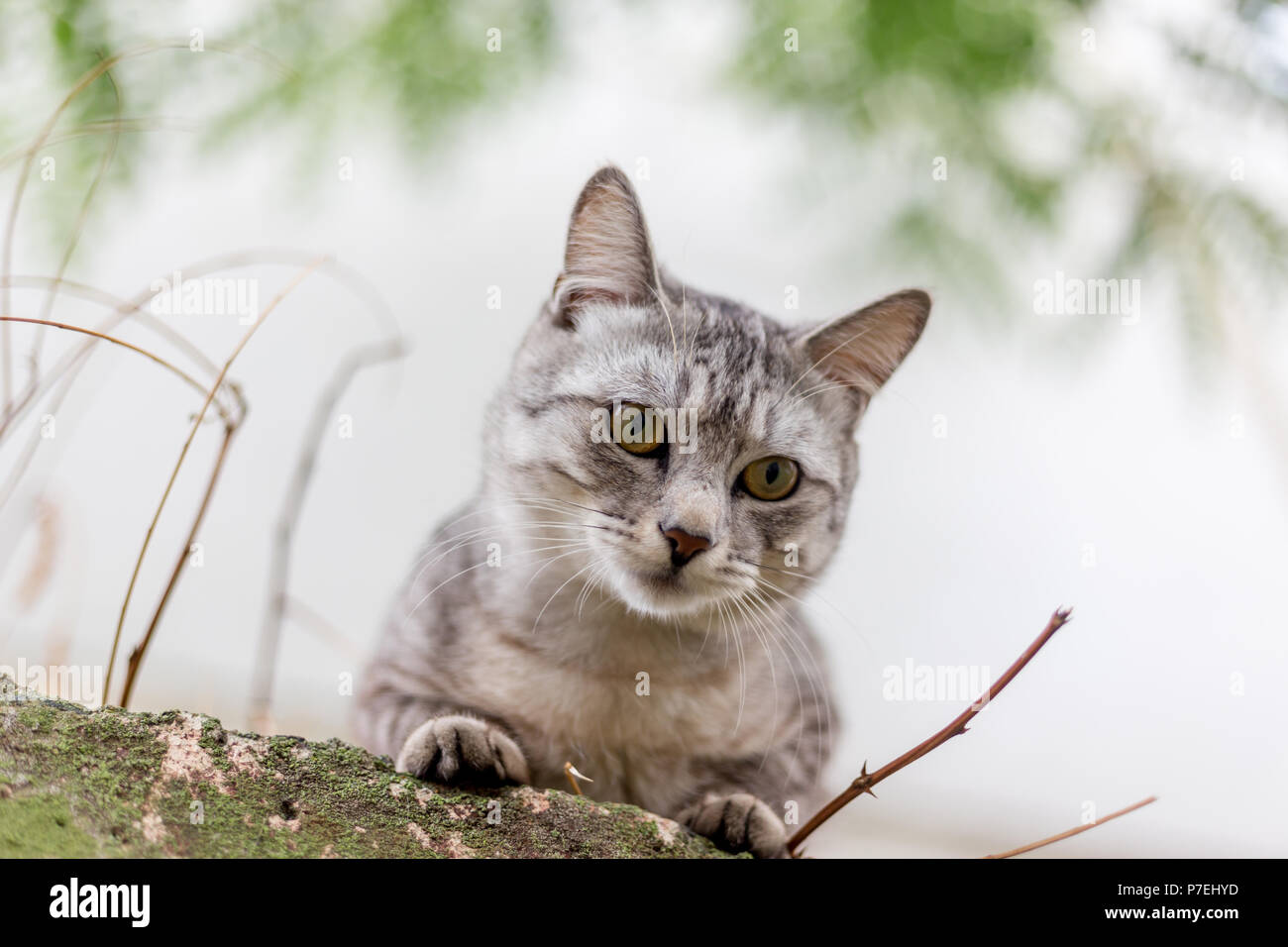 Attractive lady-cat lies on the roof and looks top down Stock Photo - Alamy