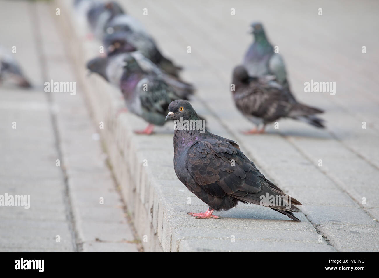 Doves sit on paving stones. Urban birds Stock Photo - Alamy