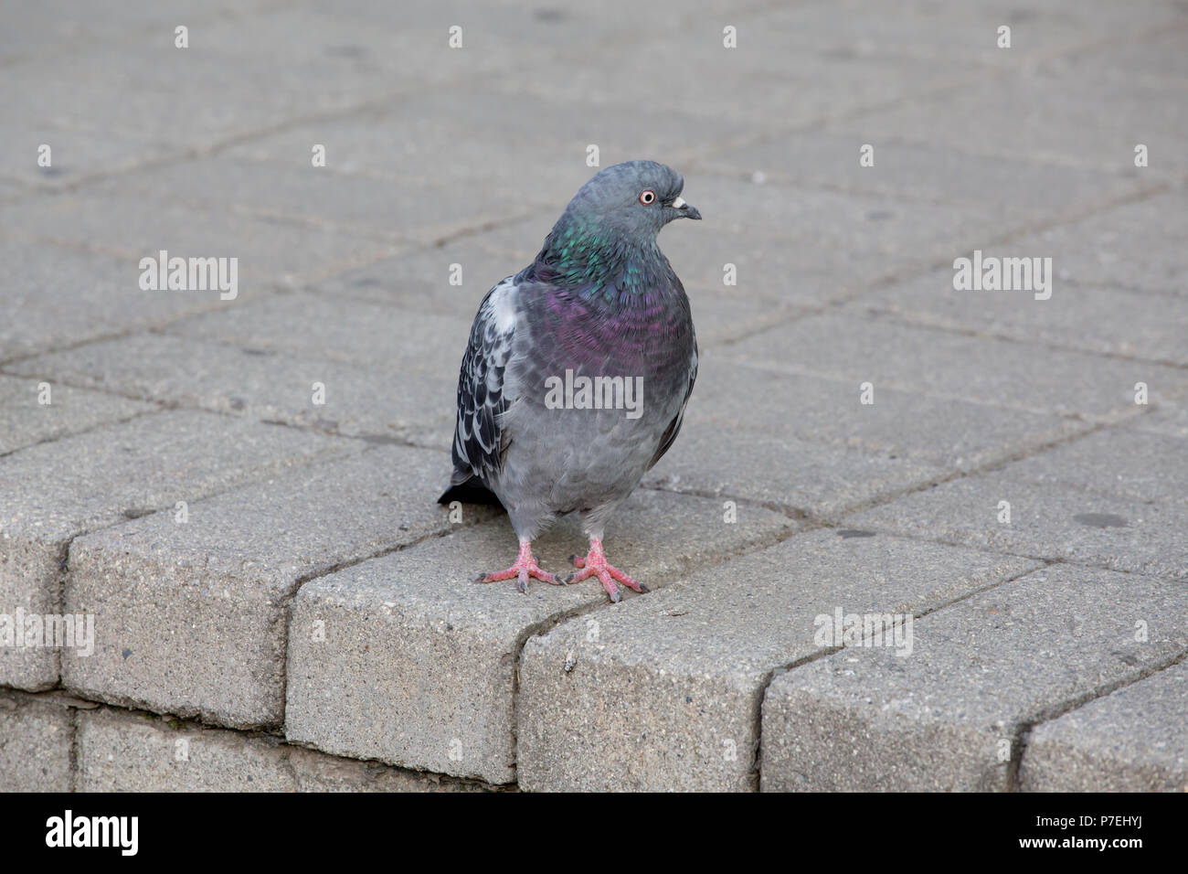 Dove sits on paving stones. Urban bird Stock Photo - Alamy