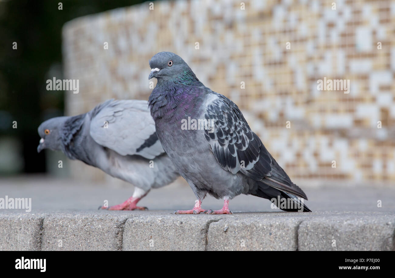 Doves sit on paving stones. Urban birds Stock Photo - Alamy