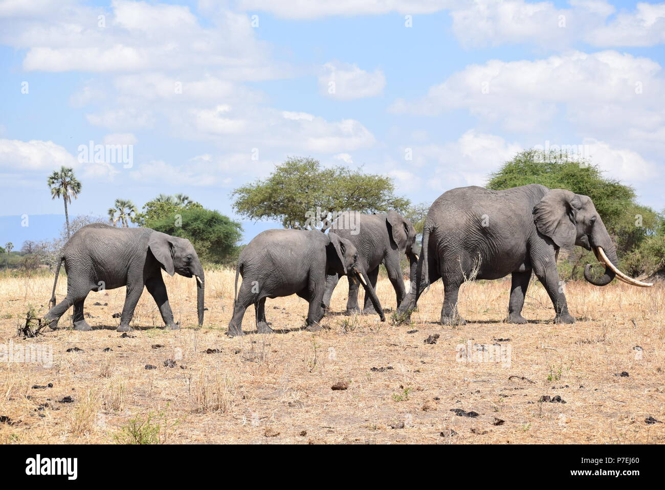 Group of elephants Stock Photo - Alamy