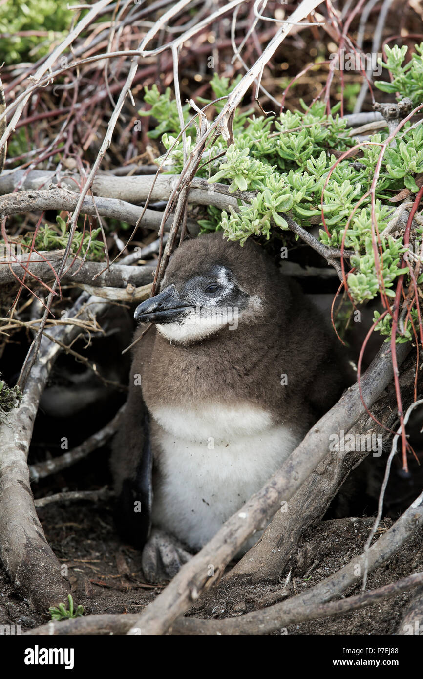 Baby African penguin at Boulders beach, Cape Town, South Africa Stock ...