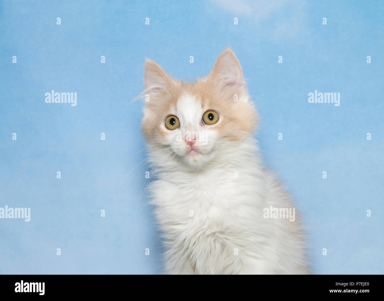 Adorable fluffy buff and white kitten portrait looking to viewers left ...