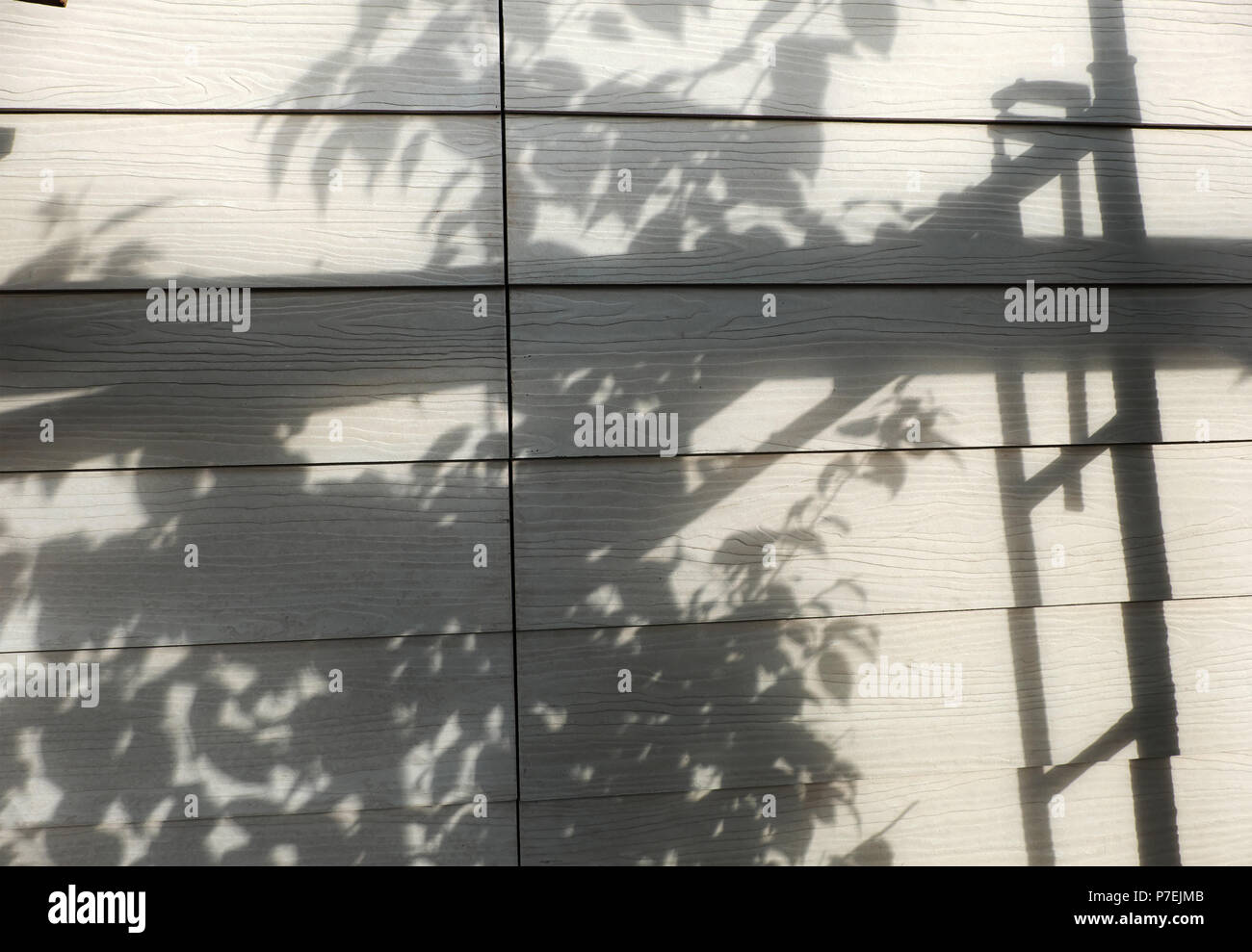 Sunny evening background, shadow of tree with leaf and frame on white ...