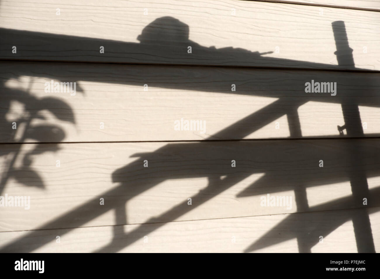 Sunny evening background, shadow of tree with leaf and frame on white ...