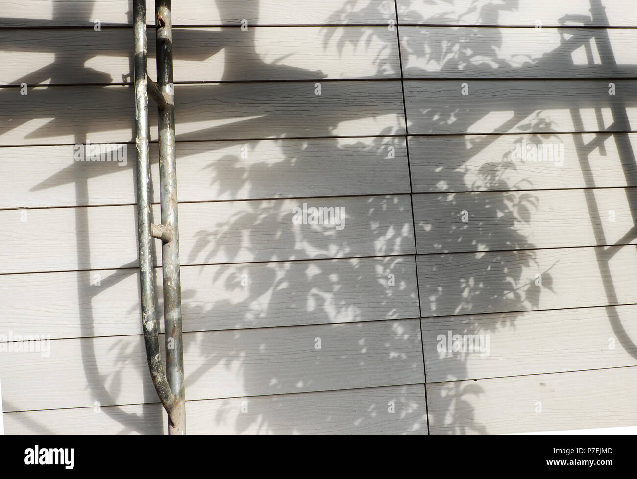 Sunny evening background, shadow of tree with leaf and frame on white ...