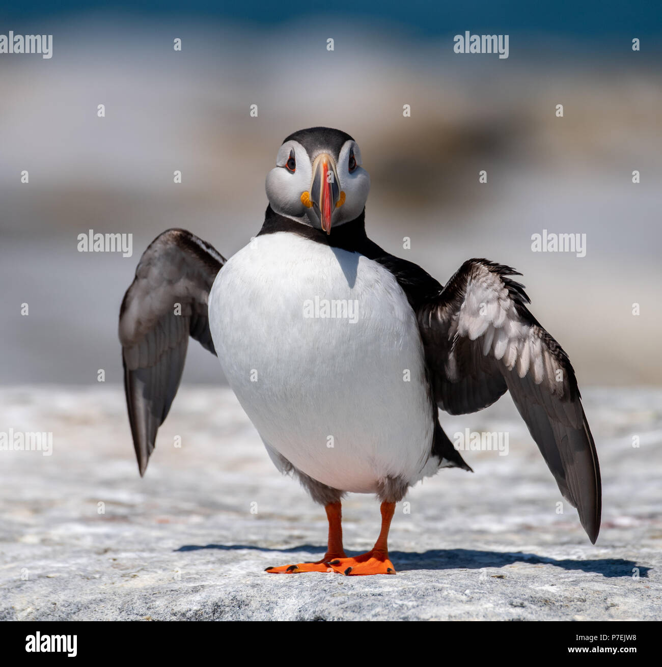 Puffin jersey hi-res stock photography and images - Alamy