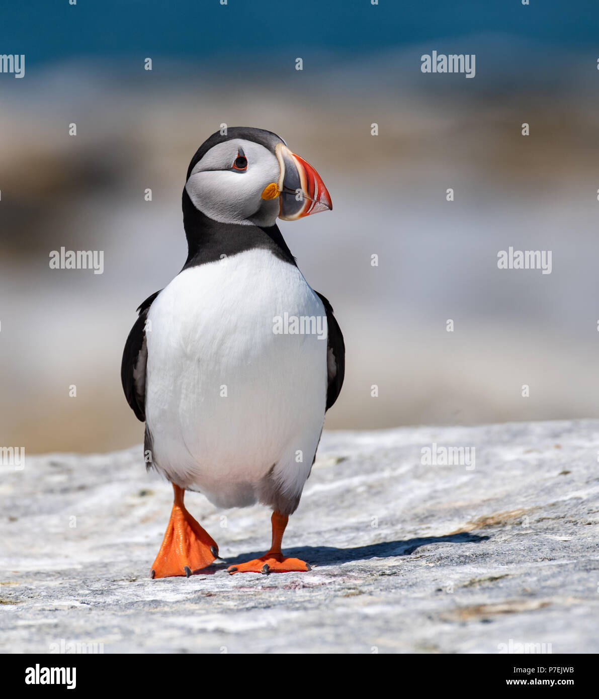 Puffin jersey uk hi-res stock photography and images - Alamy