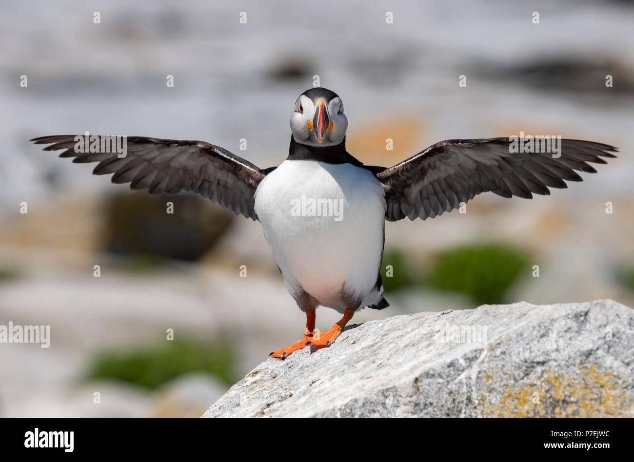 Puffin jersey hi-res stock photography and images - Alamy