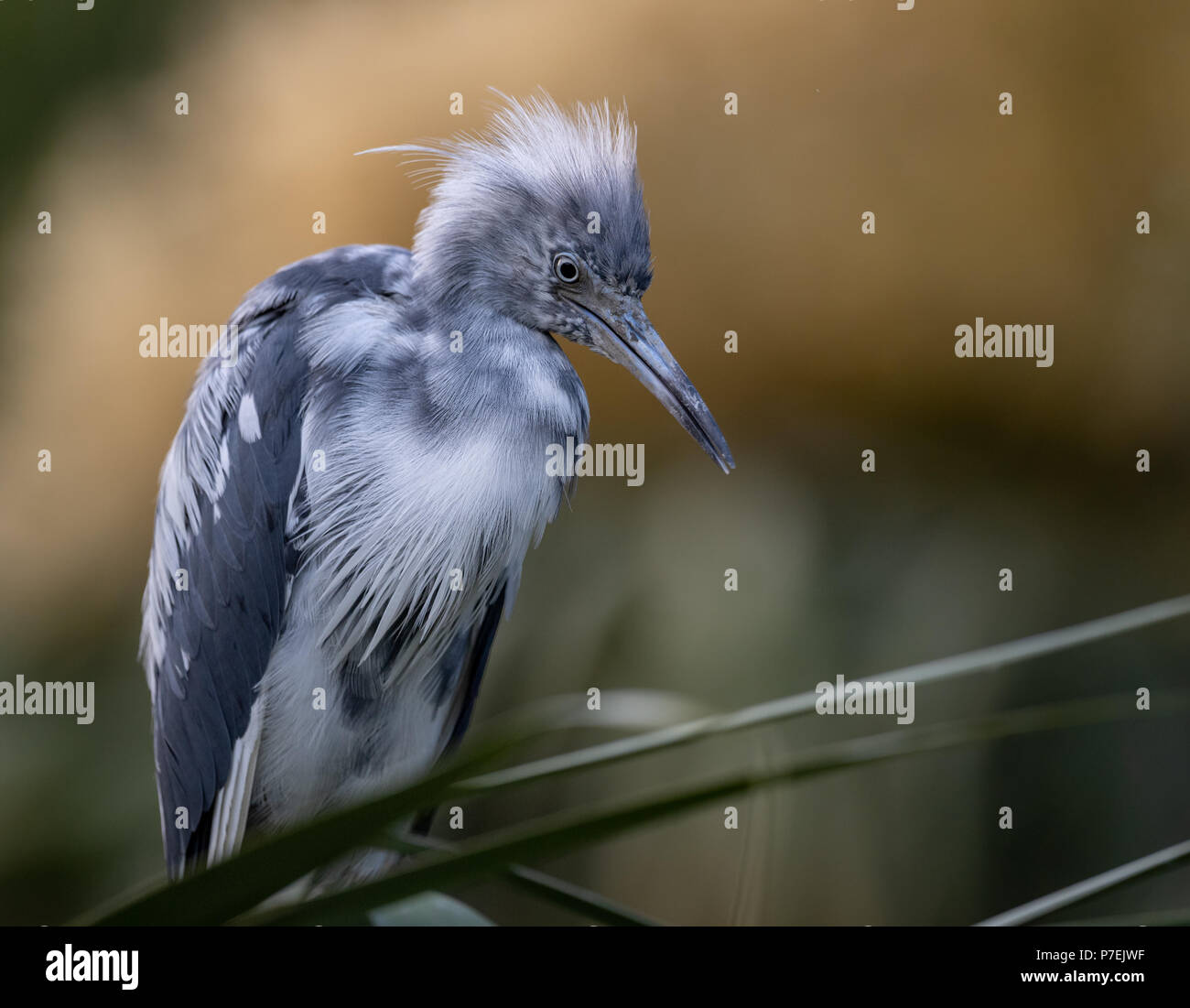 Heron amazing bird hi-res stock photography and images - Alamy