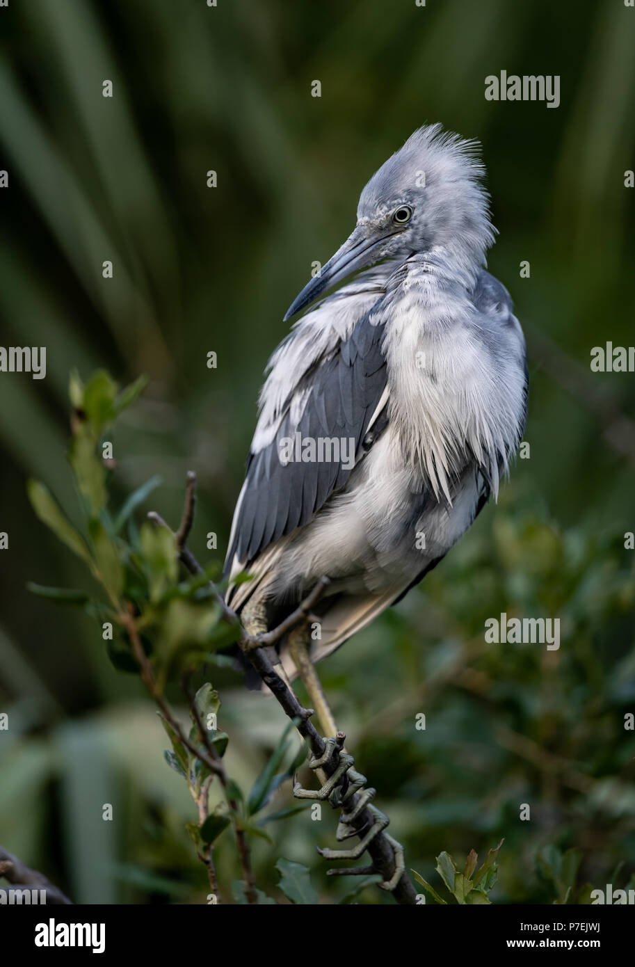Little Blue Heron Stock Photo - Alamy