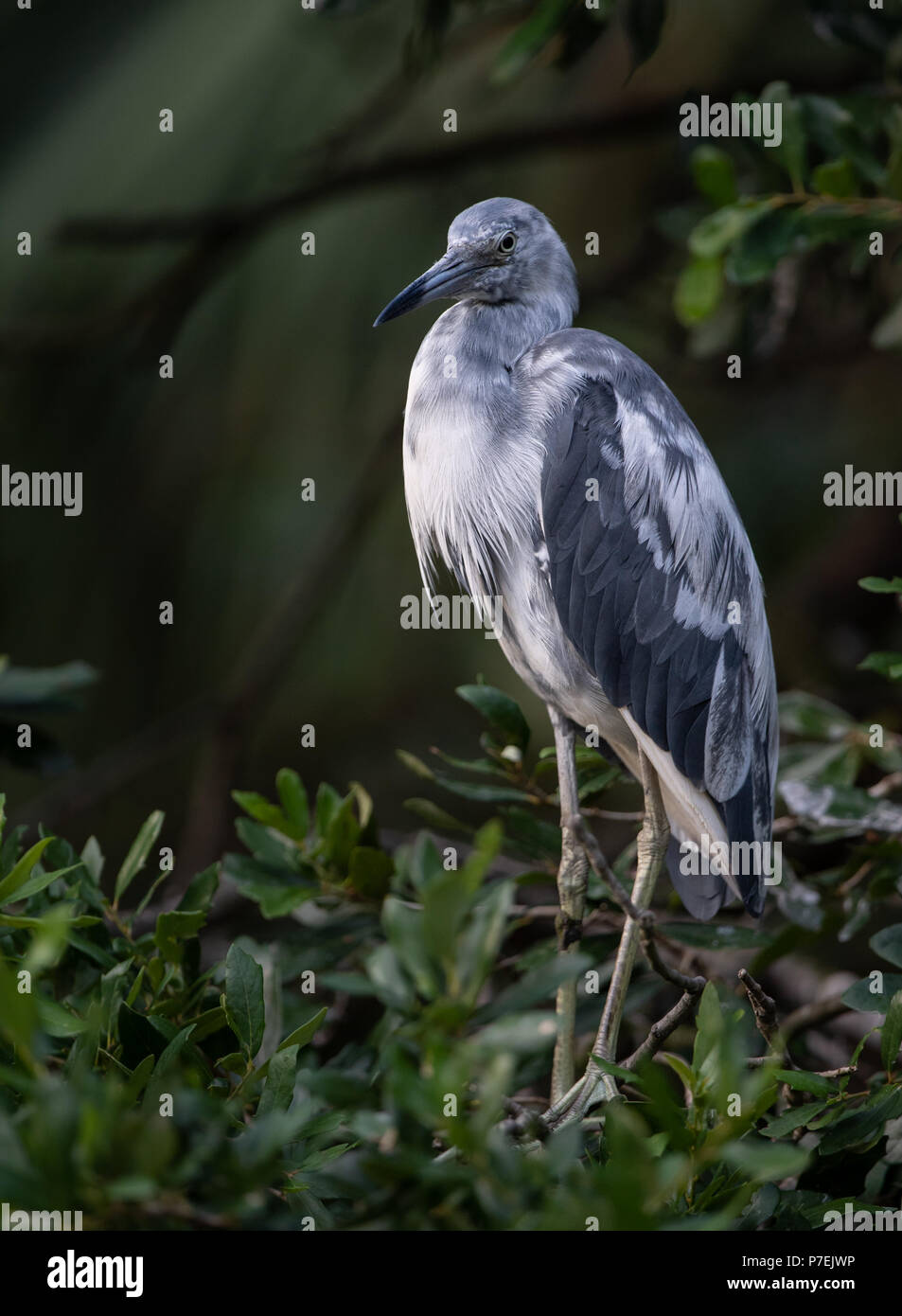 Little Blue Heron Stock Photo - Alamy