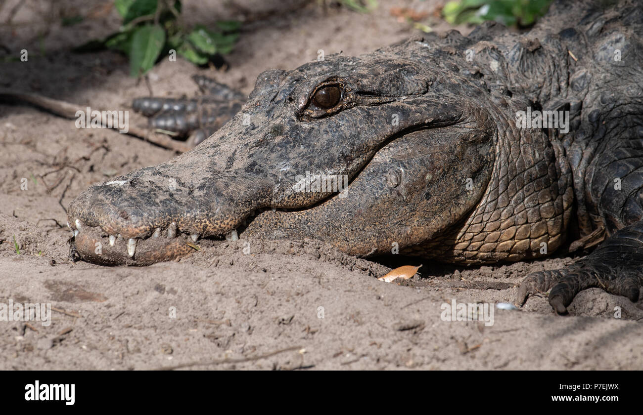 Alligator in the Everglades, Florida Stock Photo - Alamy