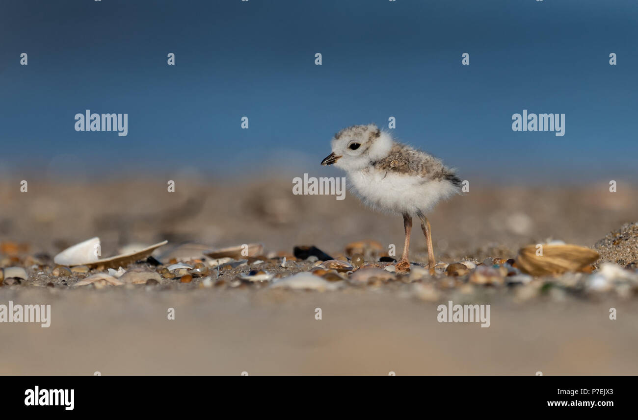 Piping Plover Chick Stock Photo - Alamy