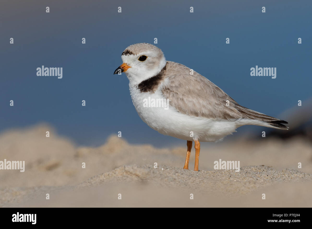 Piping plover fly hi-res stock photography and images - Alamy