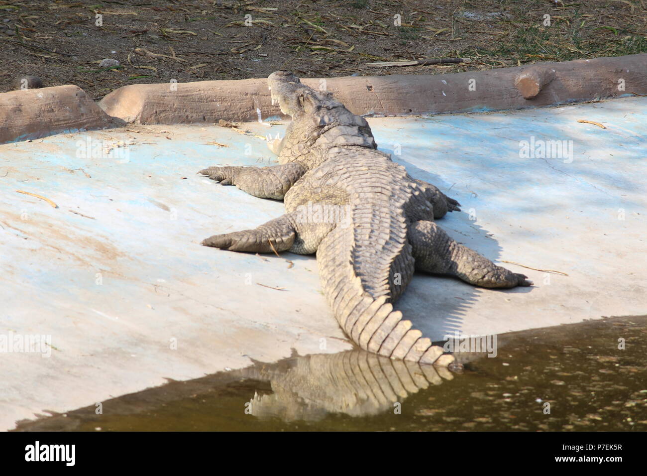 Giant nile crocodiles hi-res stock photography and images - Alamy