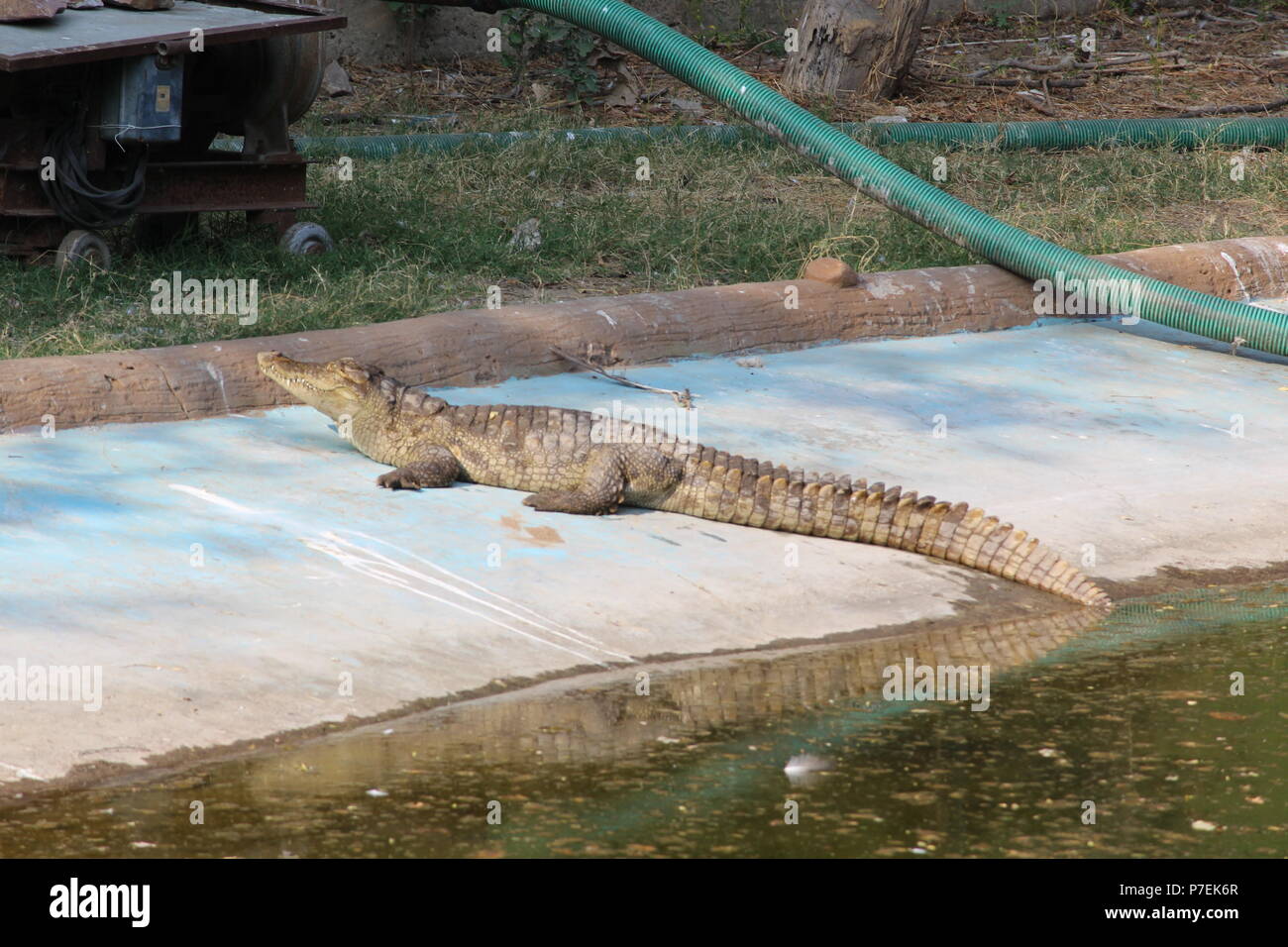 Snake Eats Crocodile And Explodes