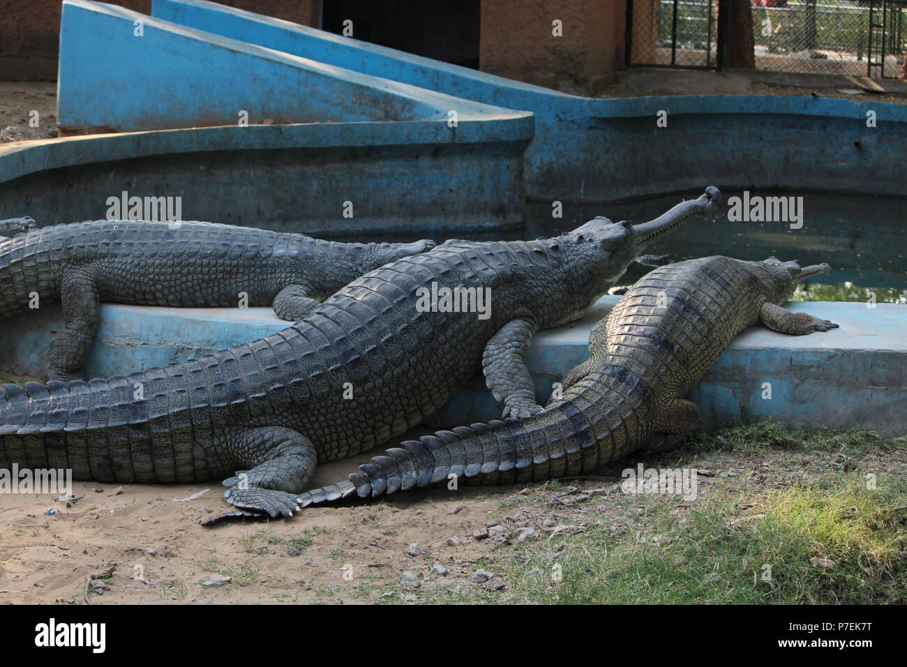 Snake Eating Crocodile Exploding