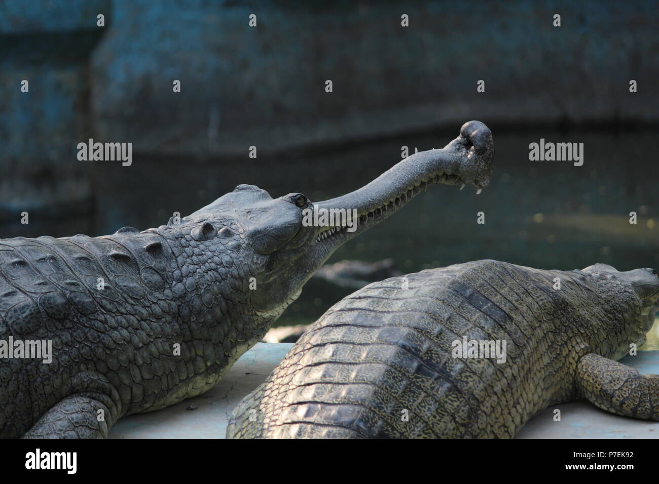 Giant nile crocodiles hi-res stock photography and images - Alamy