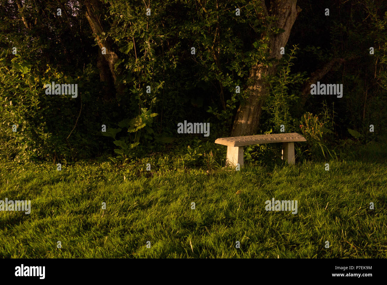 Empty clearing hi-res stock photography and images - Alamy