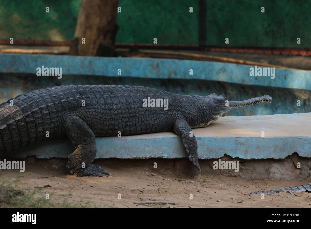 Giant nile crocodiles hi-res stock photography and images - Alamy