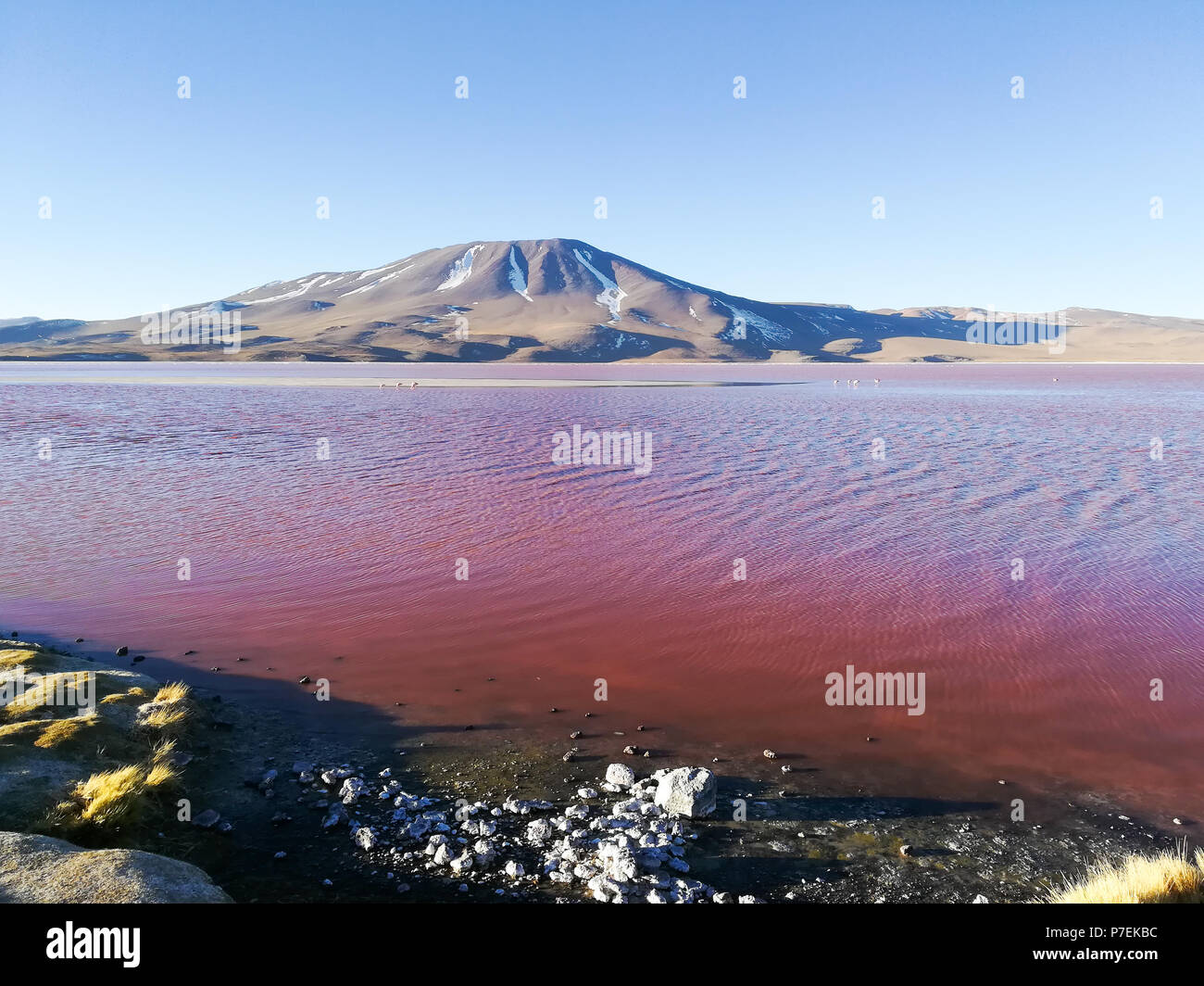 Laguna Colorada landscape,Bolivia. Beautiful bolivian panorama. Red ...