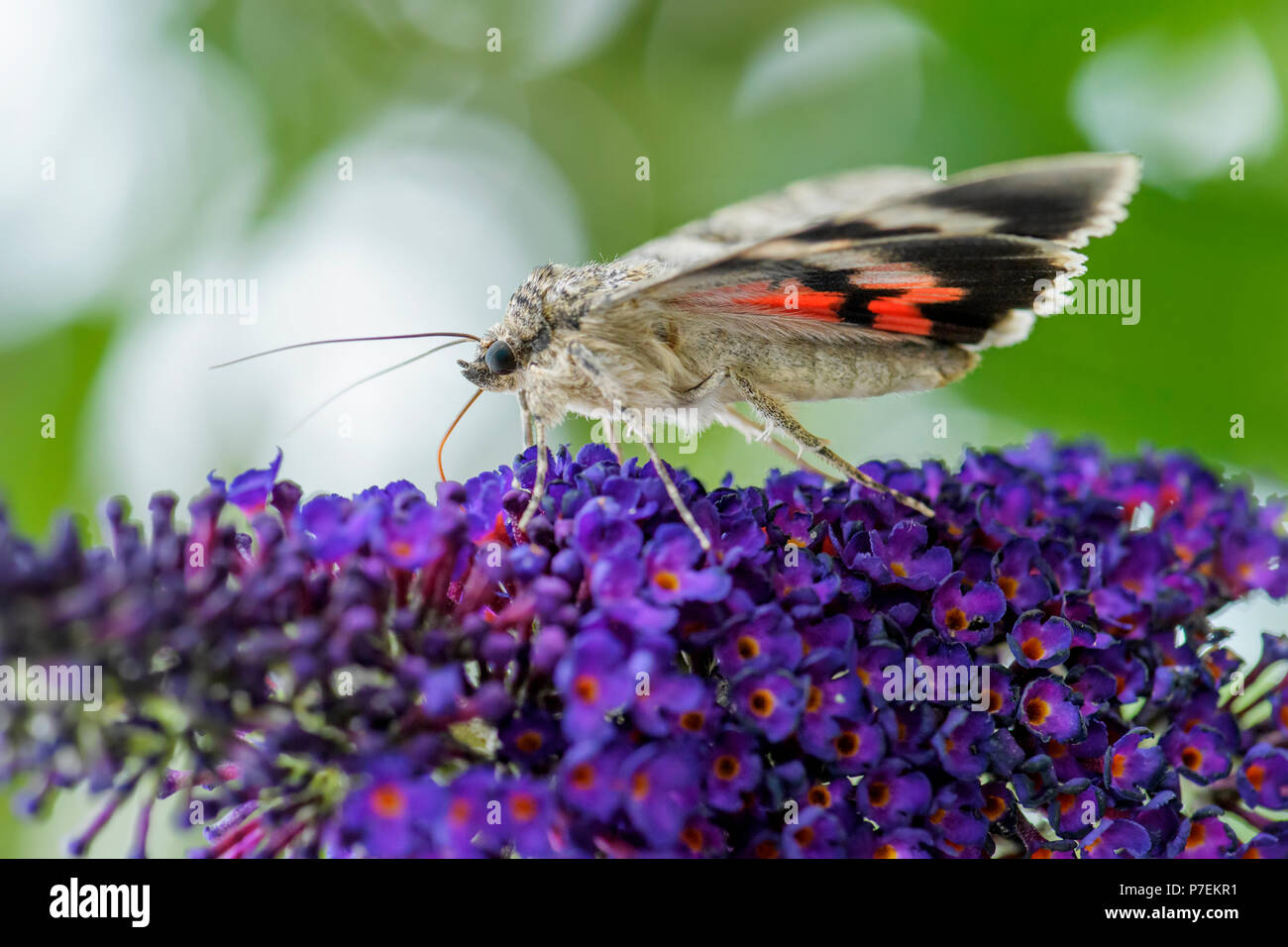 Red underwing moth hi-res stock photography and images - Alamy