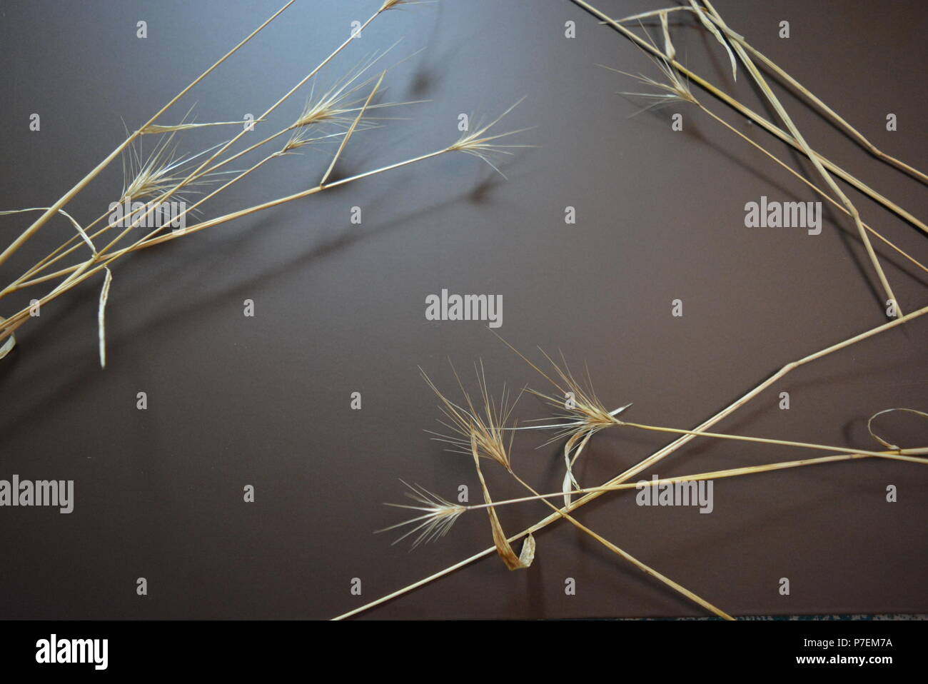 Wheat stalks black white hi-res stock photography and images - Alamy