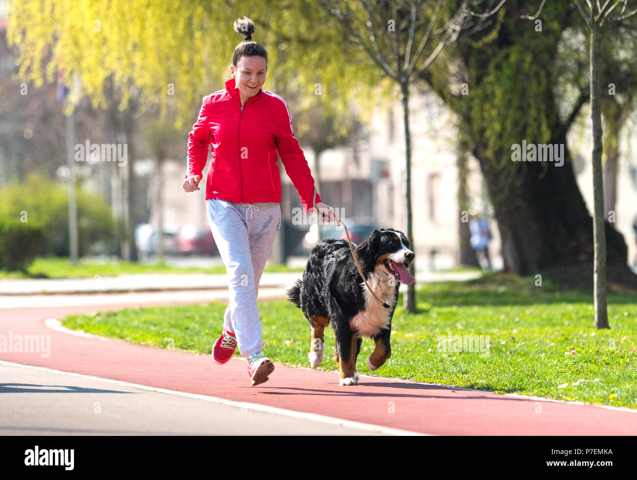 Bernese mountain dog with her lady hi-res stock photography and images ...