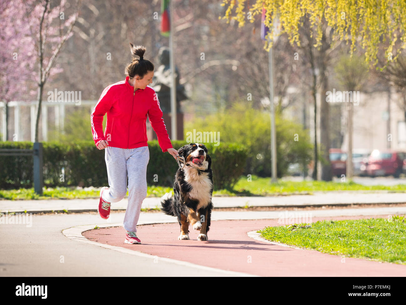 Bernese mountain dog with her lady hi-res stock photography and images ...