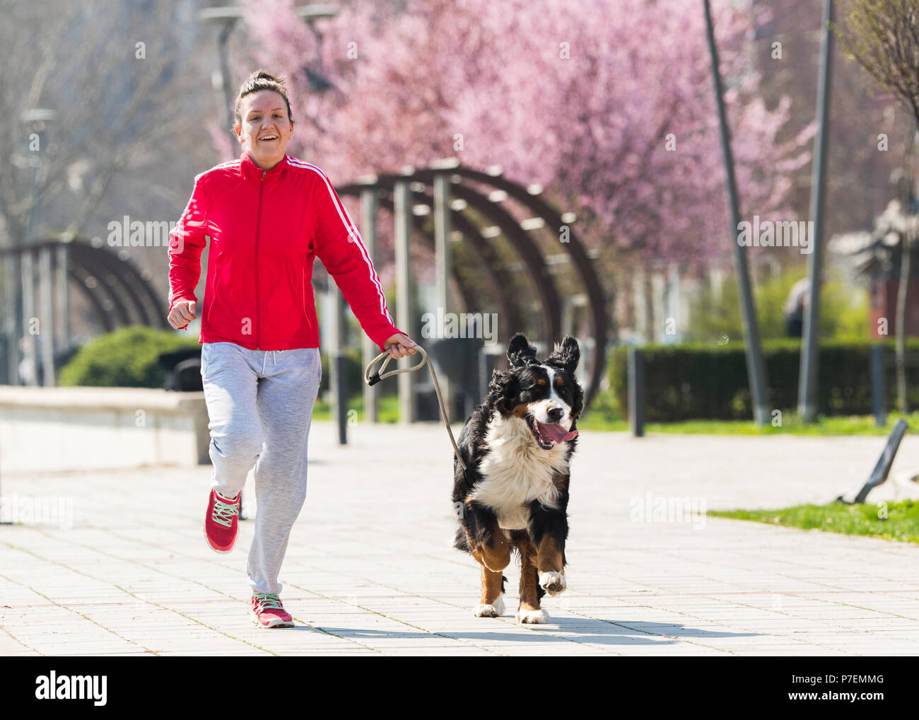Bernese mountain dog with her lady hi-res stock photography and images ...