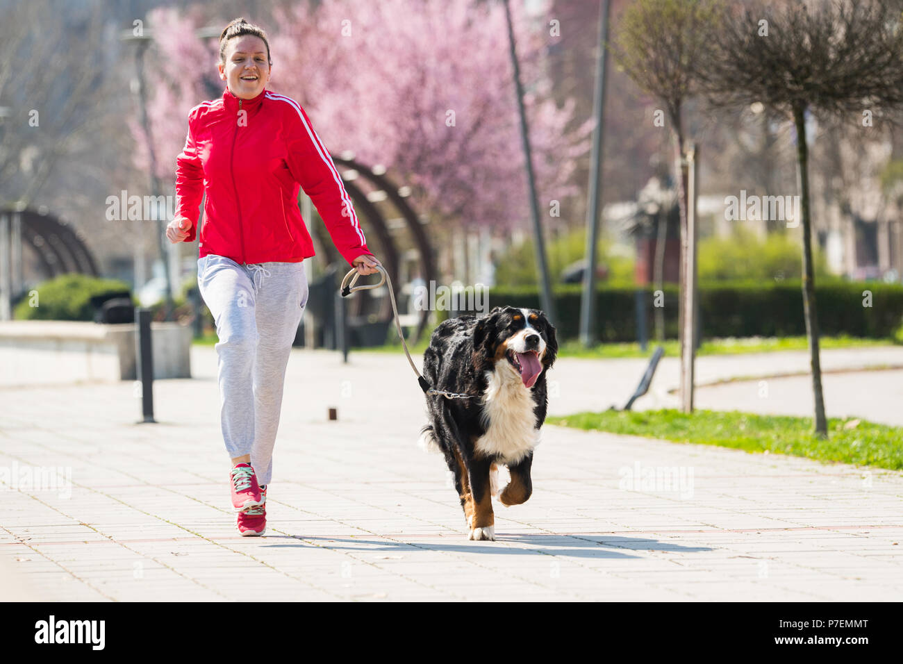 Bernese mountain dog with her lady hi-res stock photography and images ...
