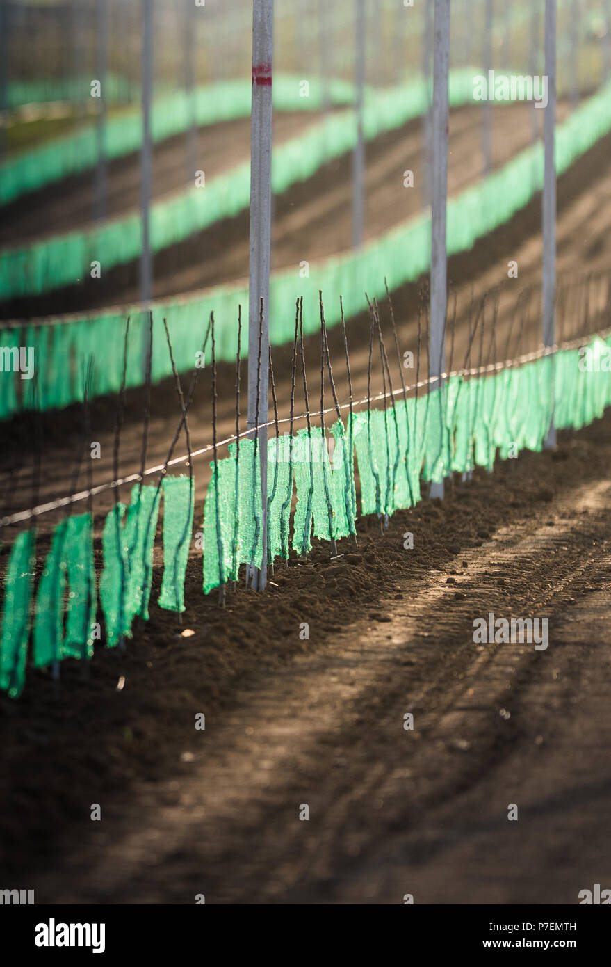 Growing apples nursery in the orchard Stock Photo - Alamy