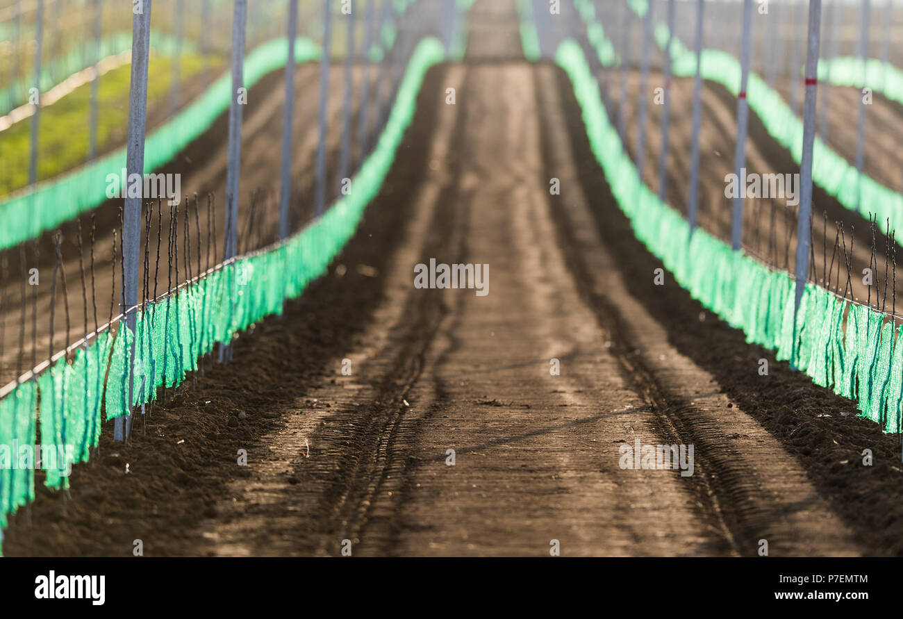 Growing apples nursery in the orchard Stock Photo - Alamy