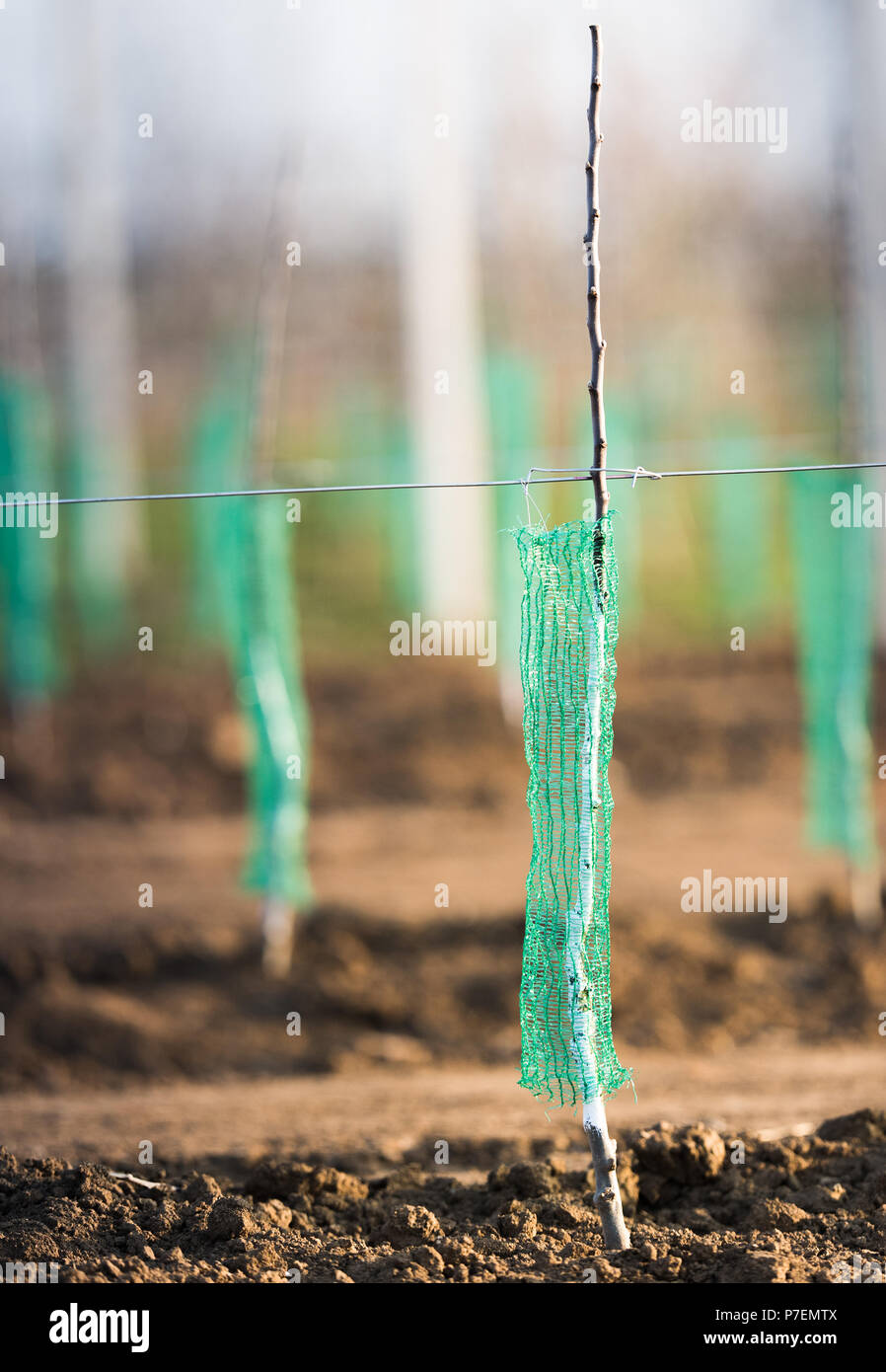Growing apples nursery in the orchard Stock Photo - Alamy