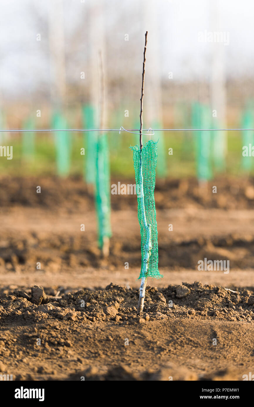Growing apples nursery in the orchard Stock Photo - Alamy
