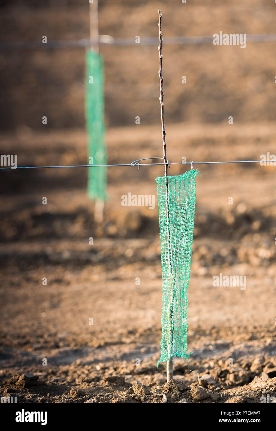 Growing apples nursery in the orchard Stock Photo - Alamy