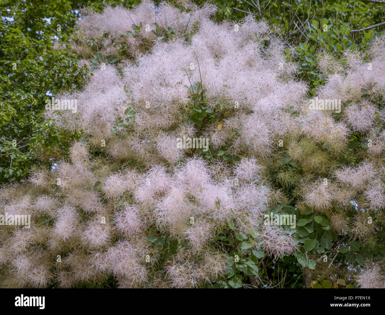 Smoke Tree (Cotinus coggygria Stock Photo - Alamy
