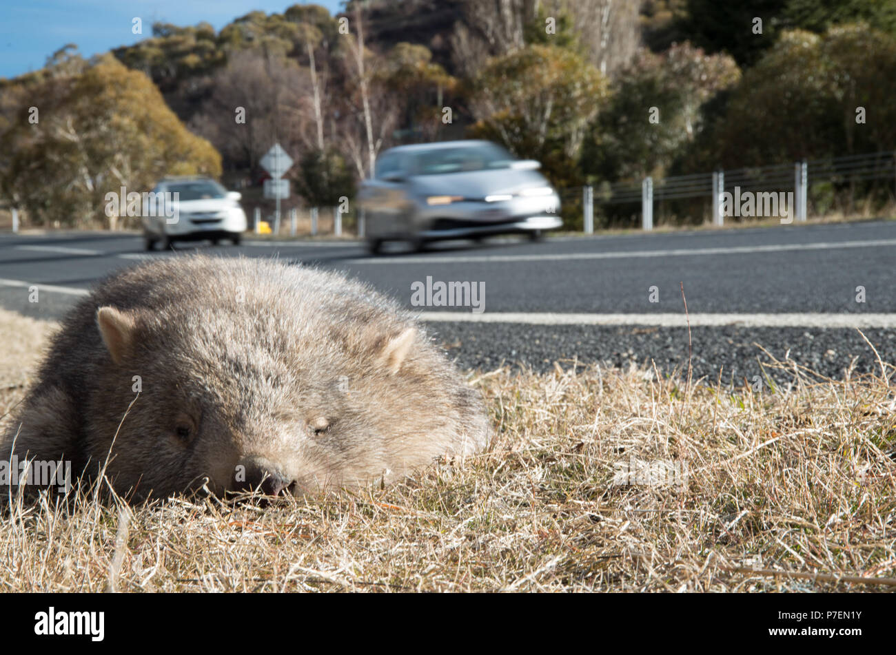 Wombat dead on the side of the road in rural australia on the Alpine ...