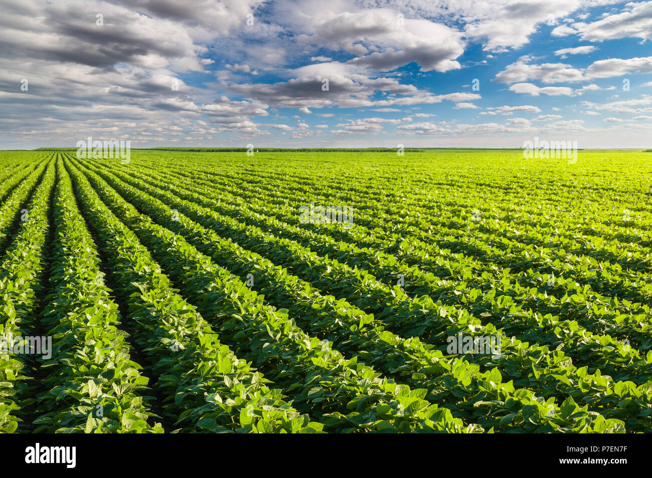 Soybean Field Background