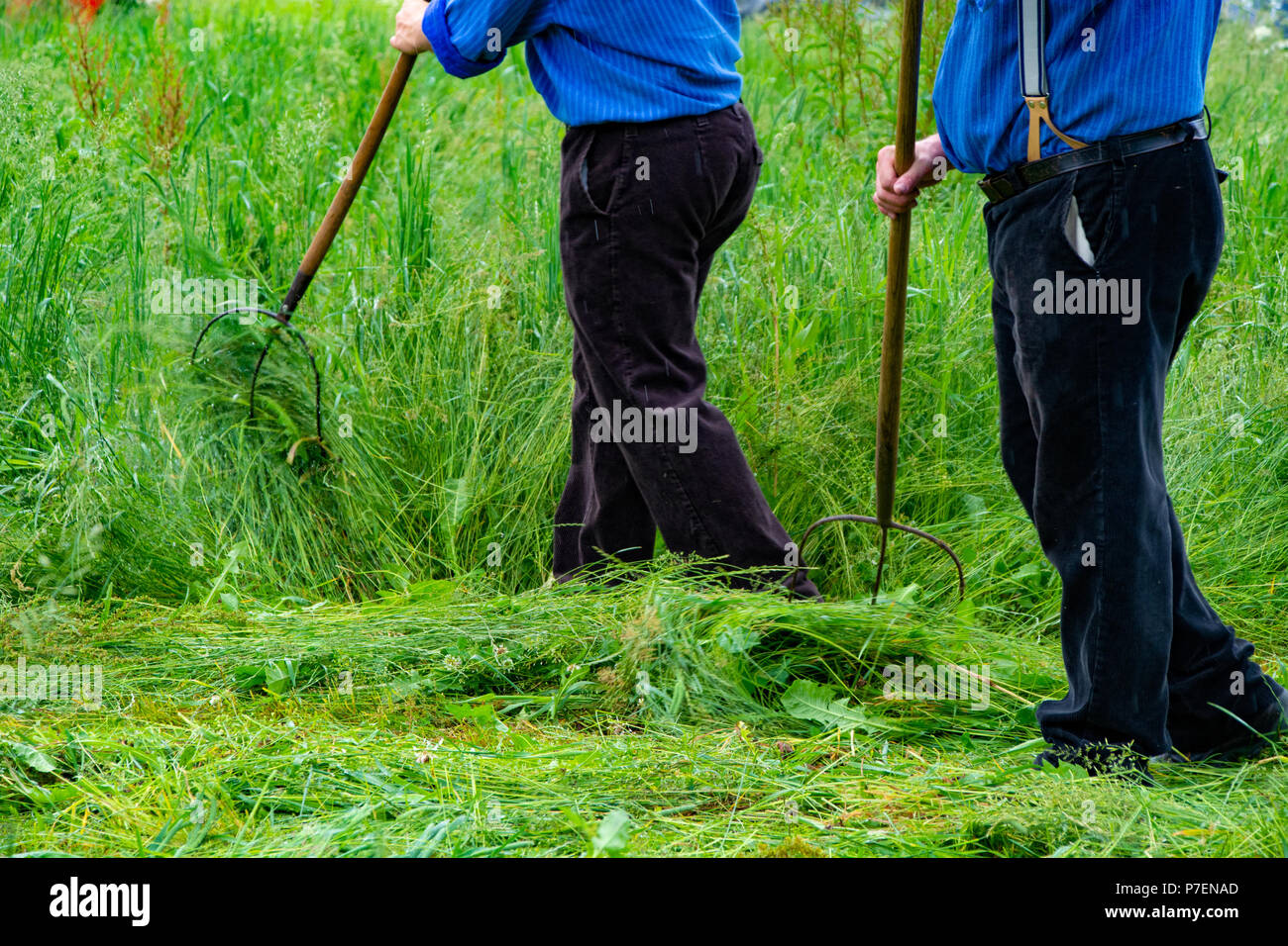 Farmers making hay - traditional farming Stock Photo - Alamy