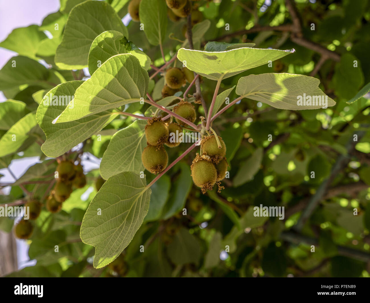 Kiwi Fruit, Actinidia deliciosa Stock Photo - Alamy