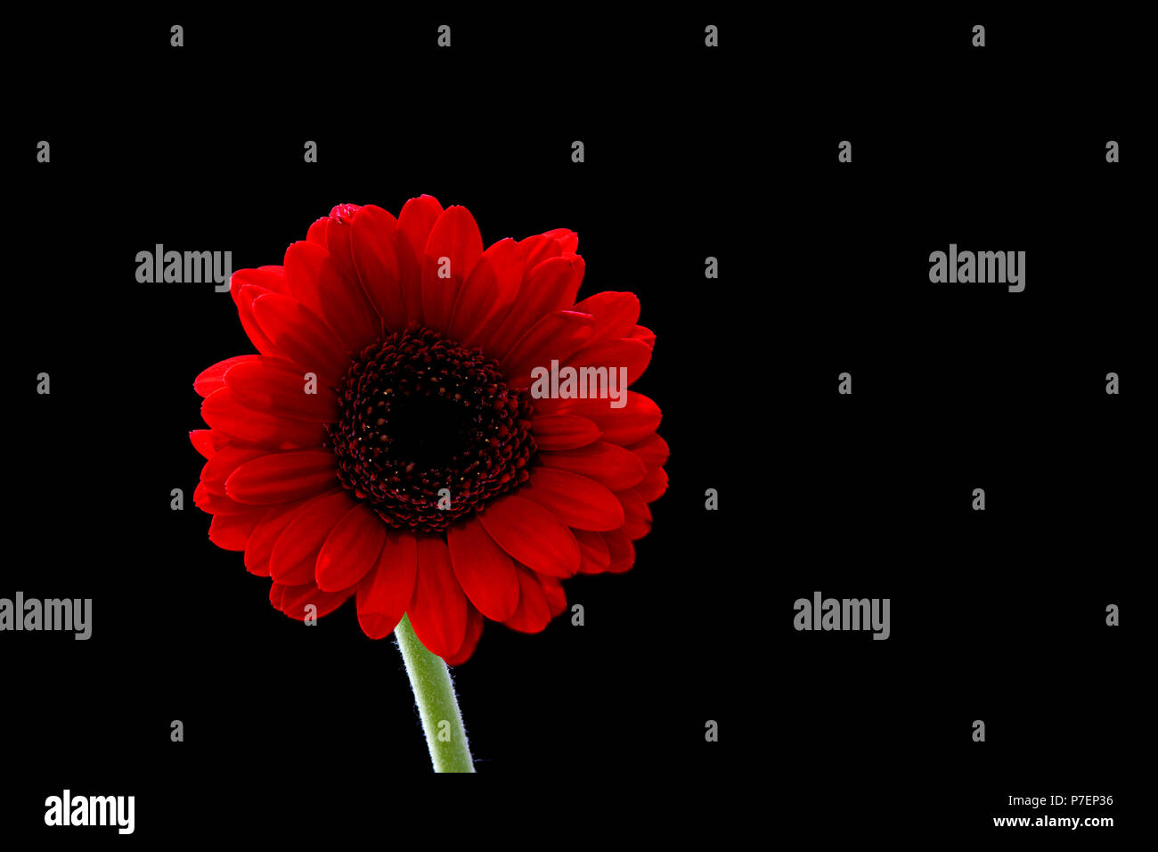 Beautiful red Gerbera photographed against a black background Stock ...