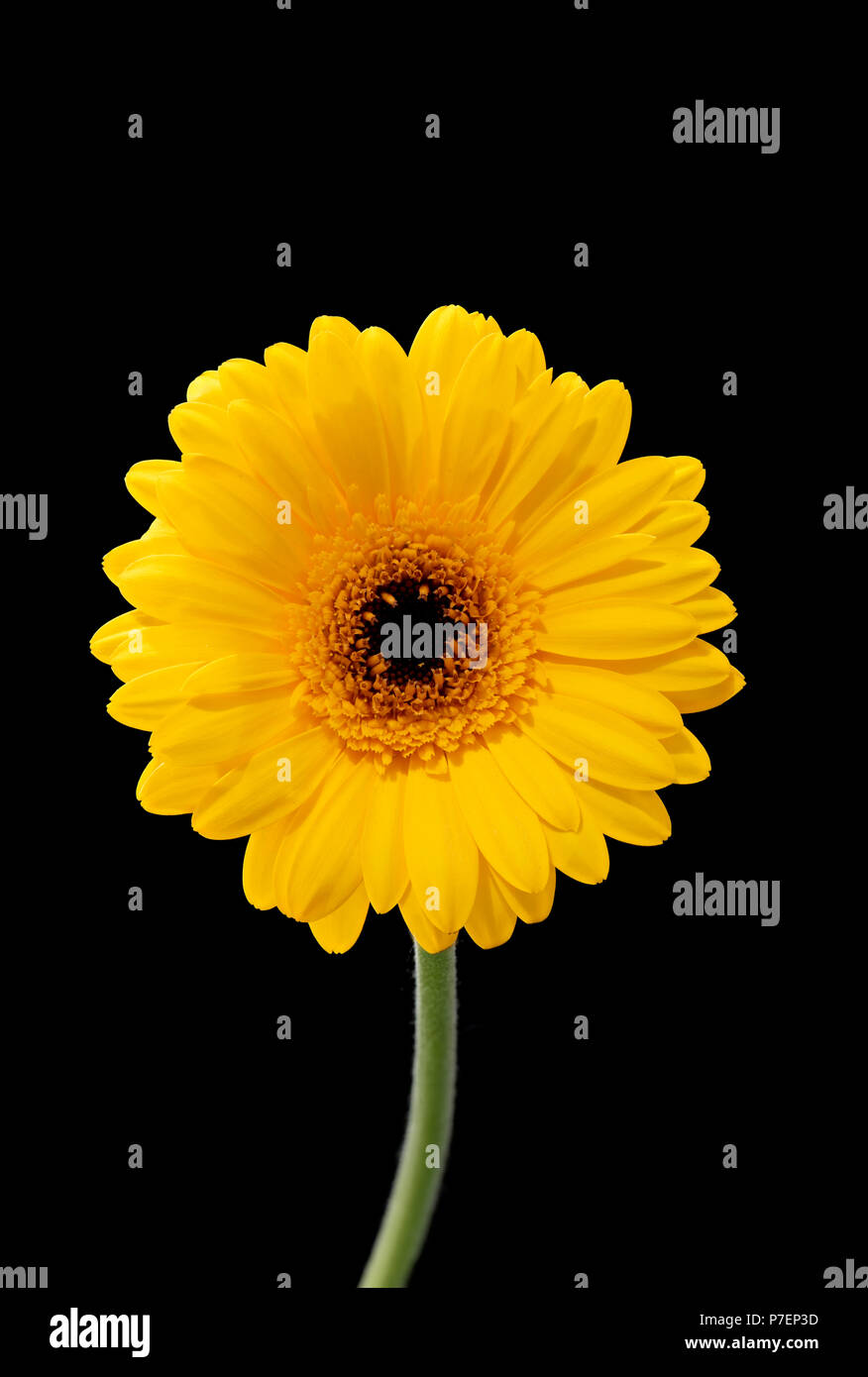 Beautiful Yellow Gerbera photographed against a black background Stock ...